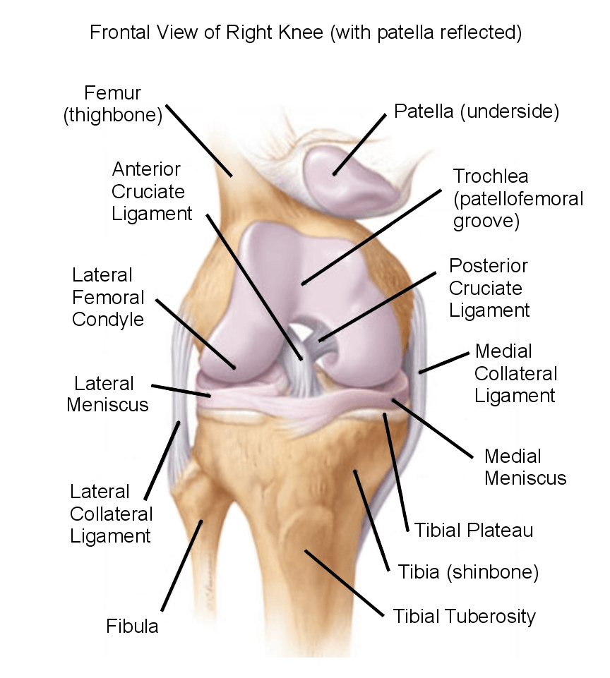 Knee Complex Understanding The Science Both Movement And Dysfunction Knee Complex Understanding The Science Both Movement And Dysfunction